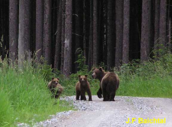 ABC bears and polar bear evolution – and an adventure | polarbearscience