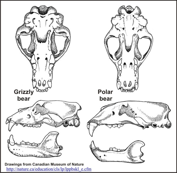 brown bear evolution | polarbearscience
