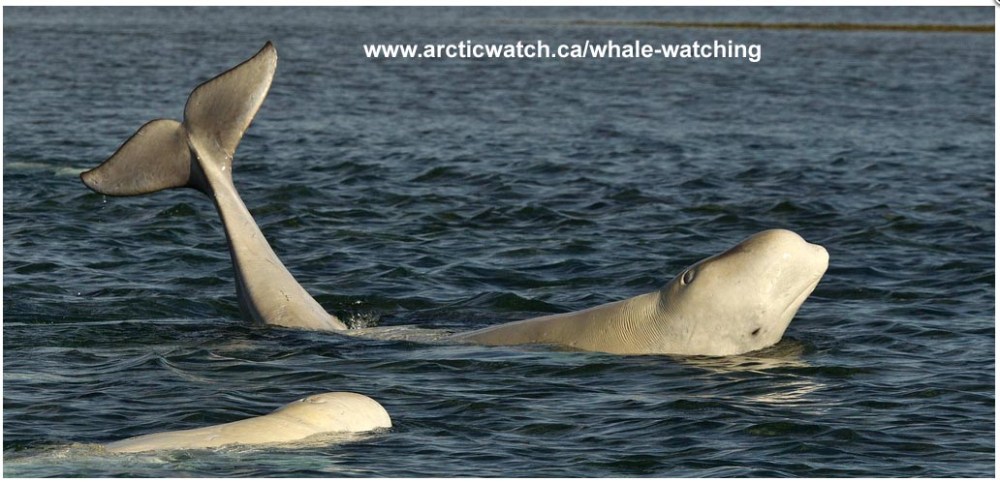 Beluga whales frolic in the High Arctic | polarbearscience