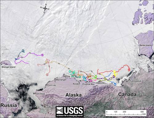 Tracking polar bears in the Beaufort Sea – May 2014 map and USGS video ...