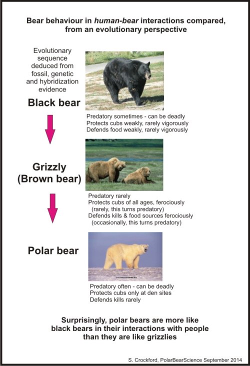 Polar bear attacks on humans – an evolutionary perspective ...