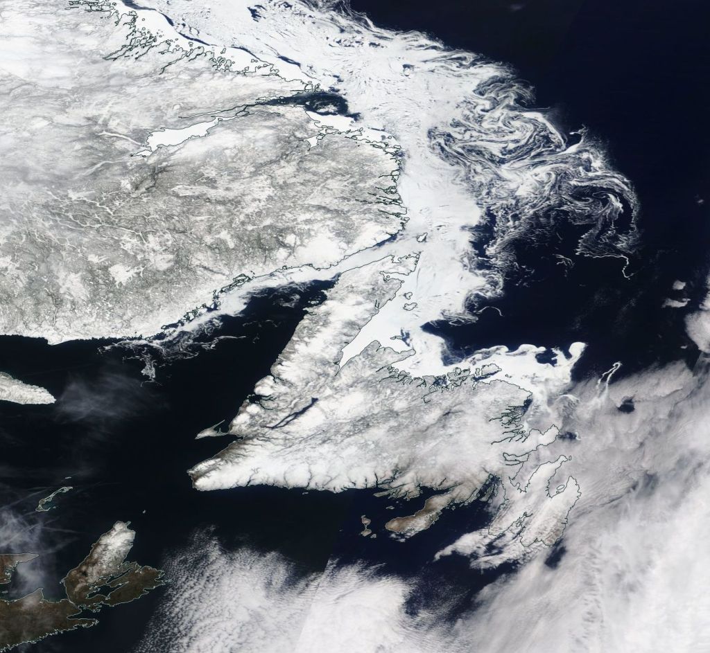 Sea ice off Newfoundland thickest ever yet another polar bear comes ...