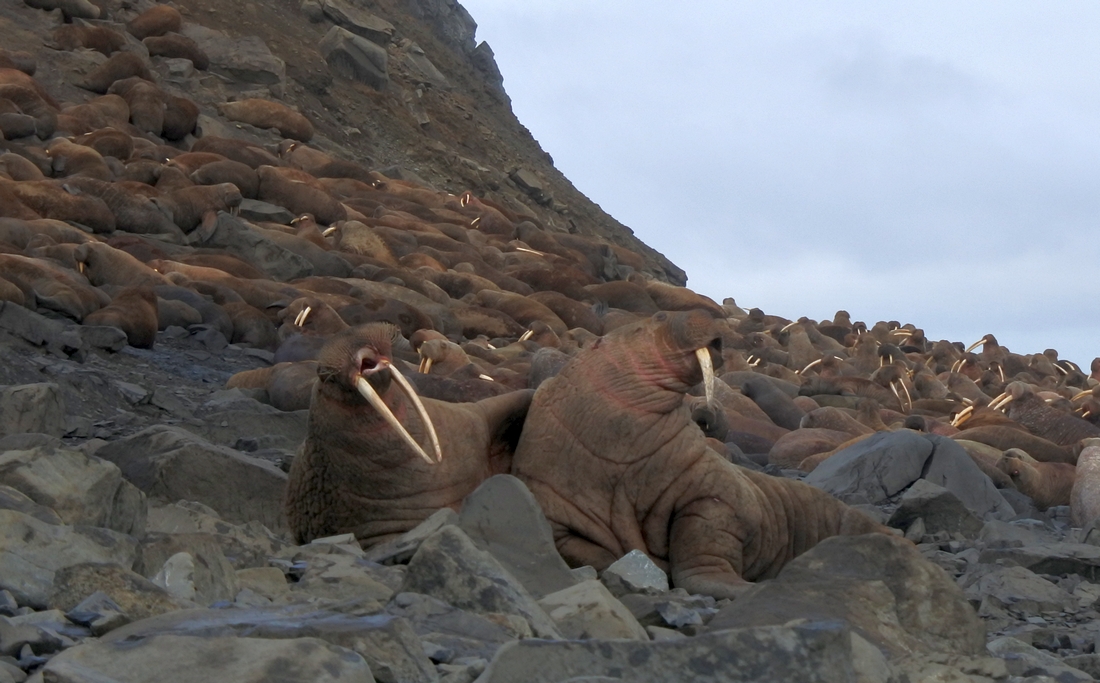 ‘Our Planet’ film crew is still lying about walrus cliff deaths: UPDATE ...