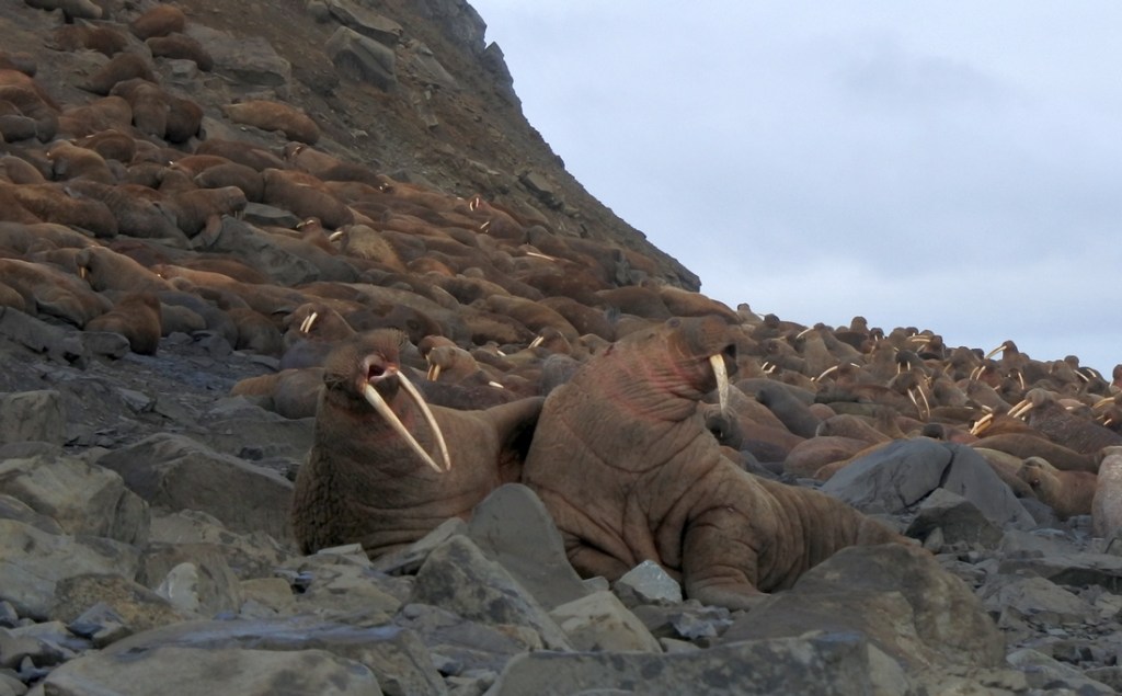 ‘Our Planet’ film crew is still lying about walrus cliff deaths: here’s ...