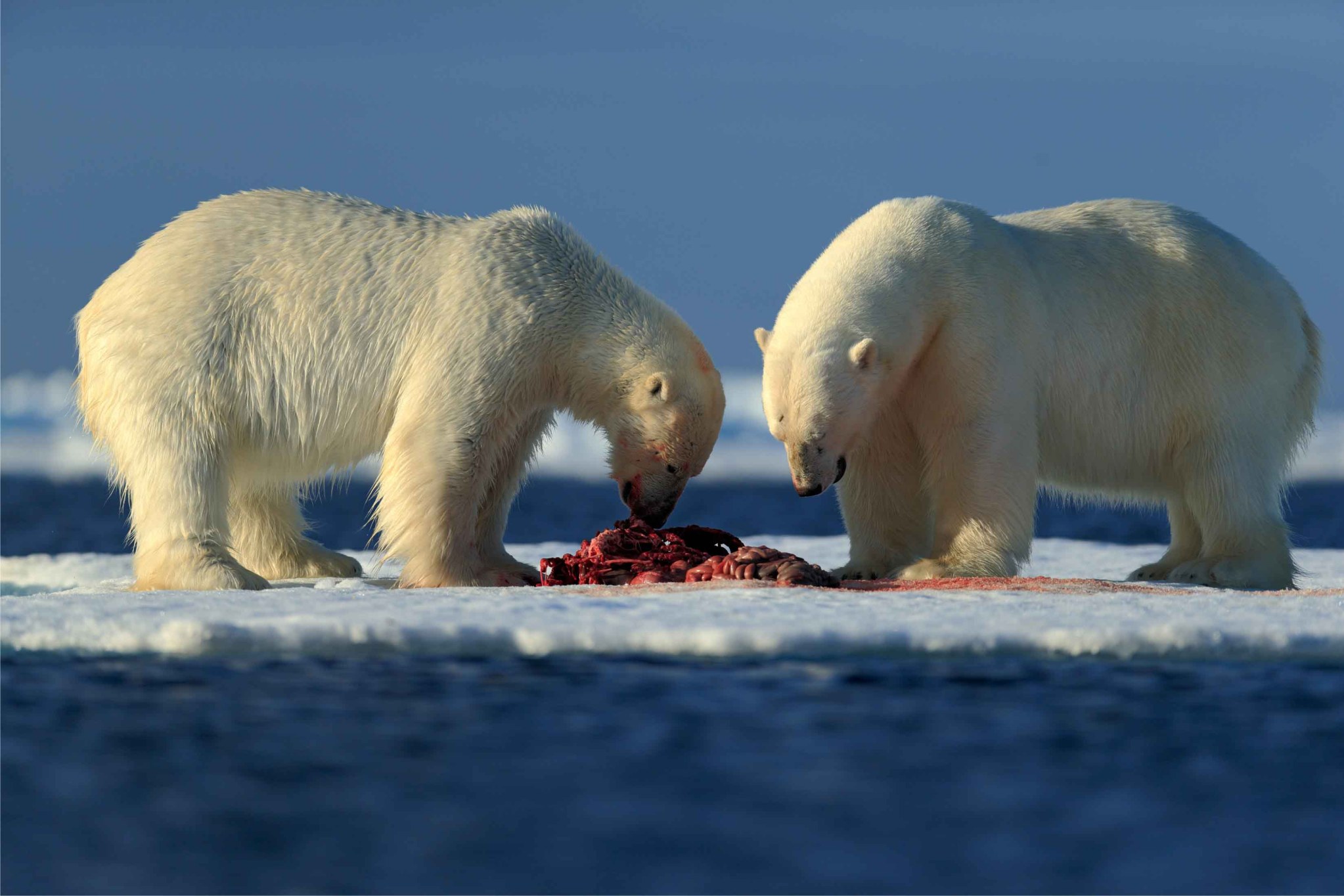 How are polar bears doing 15 years after the IUCN declared them ...