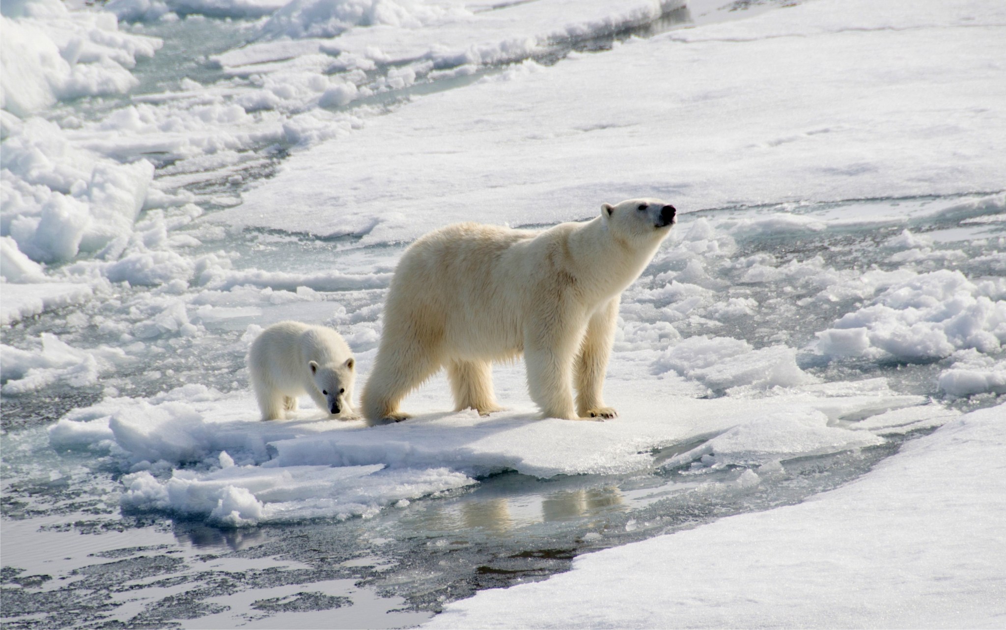 polarbearscience | Polar bear science – past and present