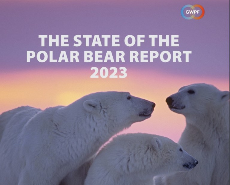 State of the Polar Bear 2023: W. Hudson Bay polar bear numbers have not ...