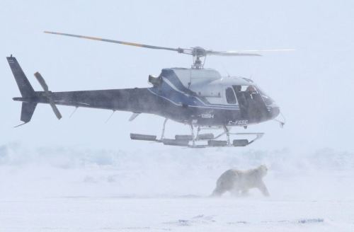 polarbearscience | Polar bear science – past and present | Page 7