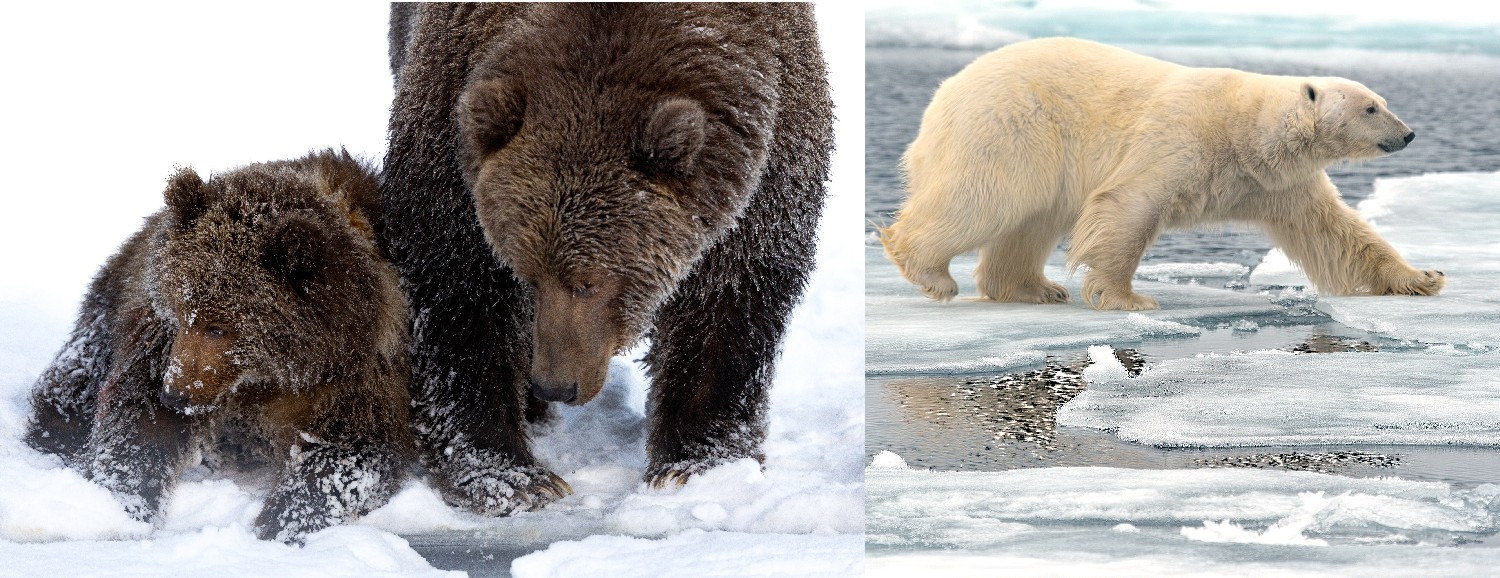 The story of polar bear evolution could not be told without discussing ...