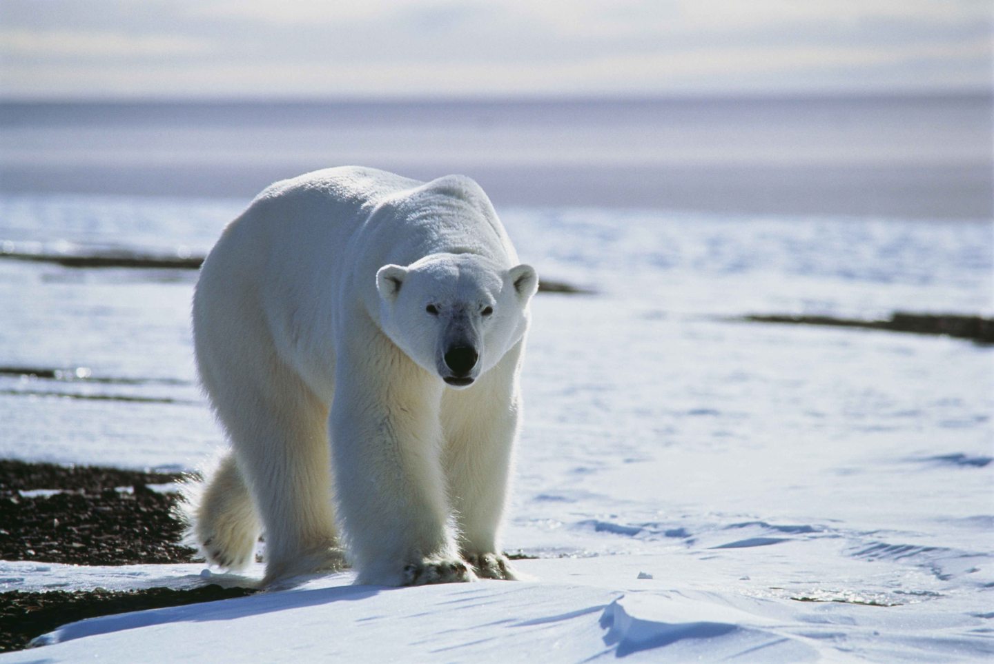 Polar bear “boom” reported in East & Southwest Greenland comes with the ...