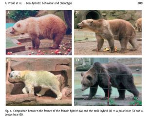 Grizzlies vs. grizzly X polar bear hybrids by appearance alone: a photo ...