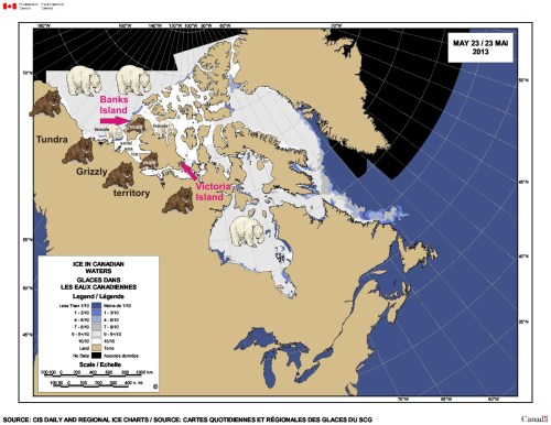 Grizzlies vs. grizzly X polar bear hybrids by appearance alone: a photo ...